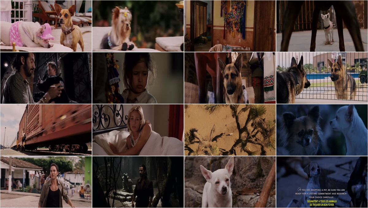 excluleak com Le Chihuahua de Beverly Hills