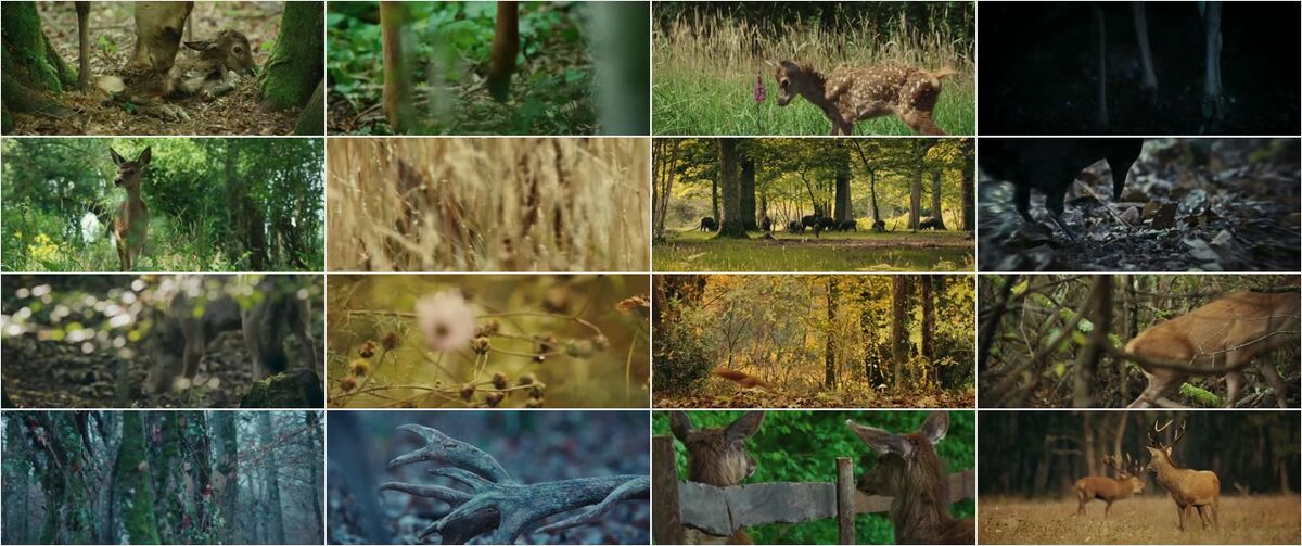 Bambi  Opowieść leśna - Bambi- A Tale of Life in the Woods (2