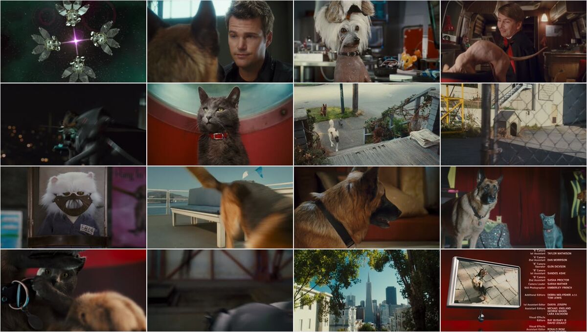 Comme chiens et chats - La revanche de Kitty Galore