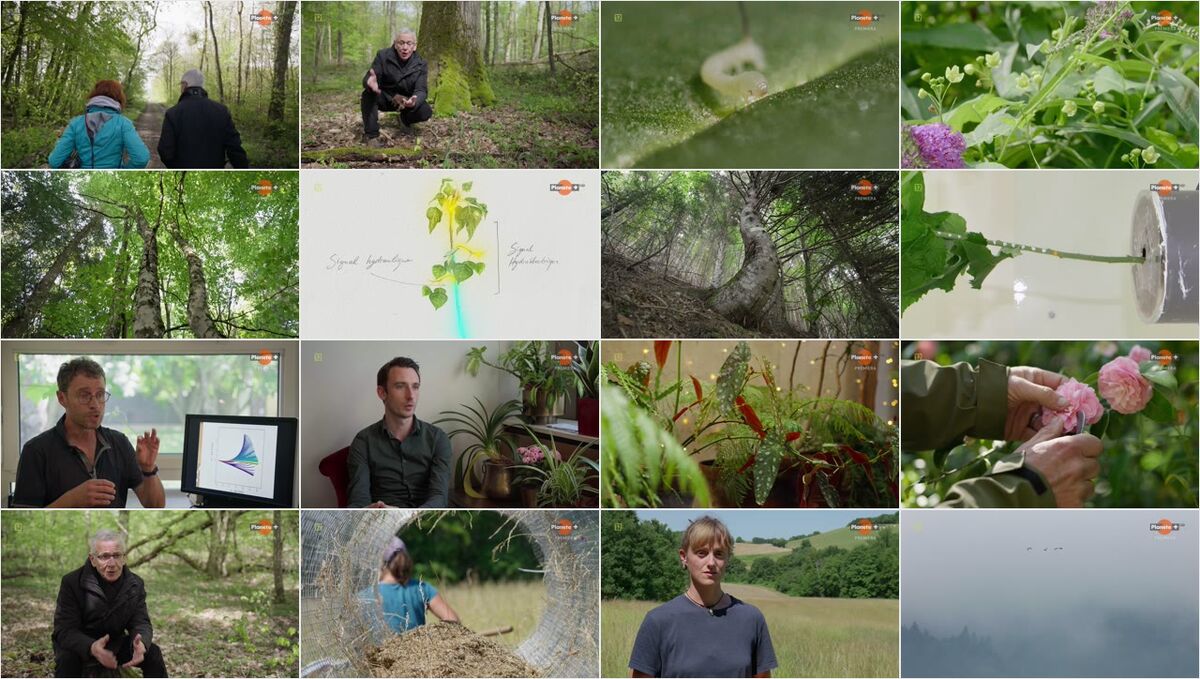 Incroyables plantes 2020 PL