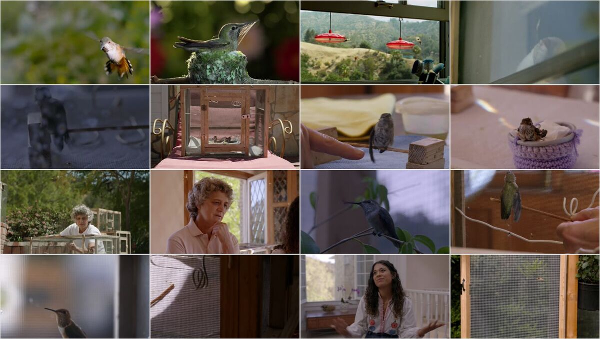 Nature S43E13 Hummingbirds of Hollywood 720p AMZN WEB-DL DDP2 0 