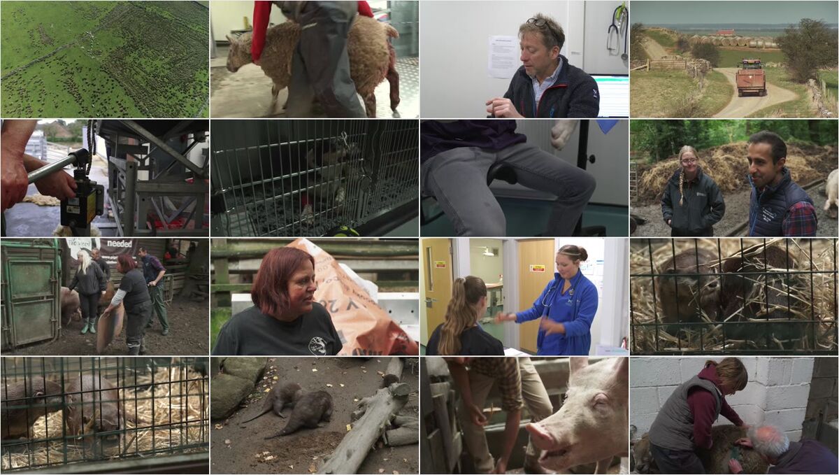 The Yorkshire Vet S20E01 (Mar 27 2025) [720p mp4]