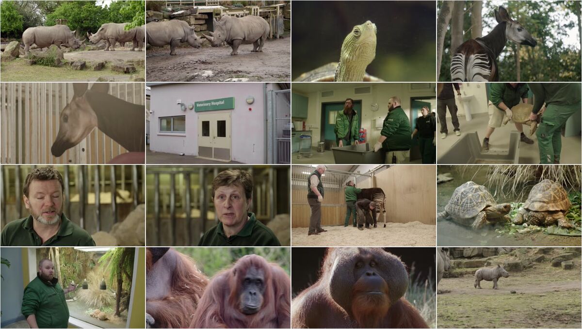 The Zoo Ireland S12E01 720p RTE WEB-DL AAC2 0 H 264-RAWR