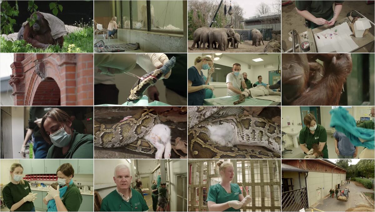 The Zoo Ireland S12E03 720p RTE WEB-DL AAC2 0 H 264-RAWR