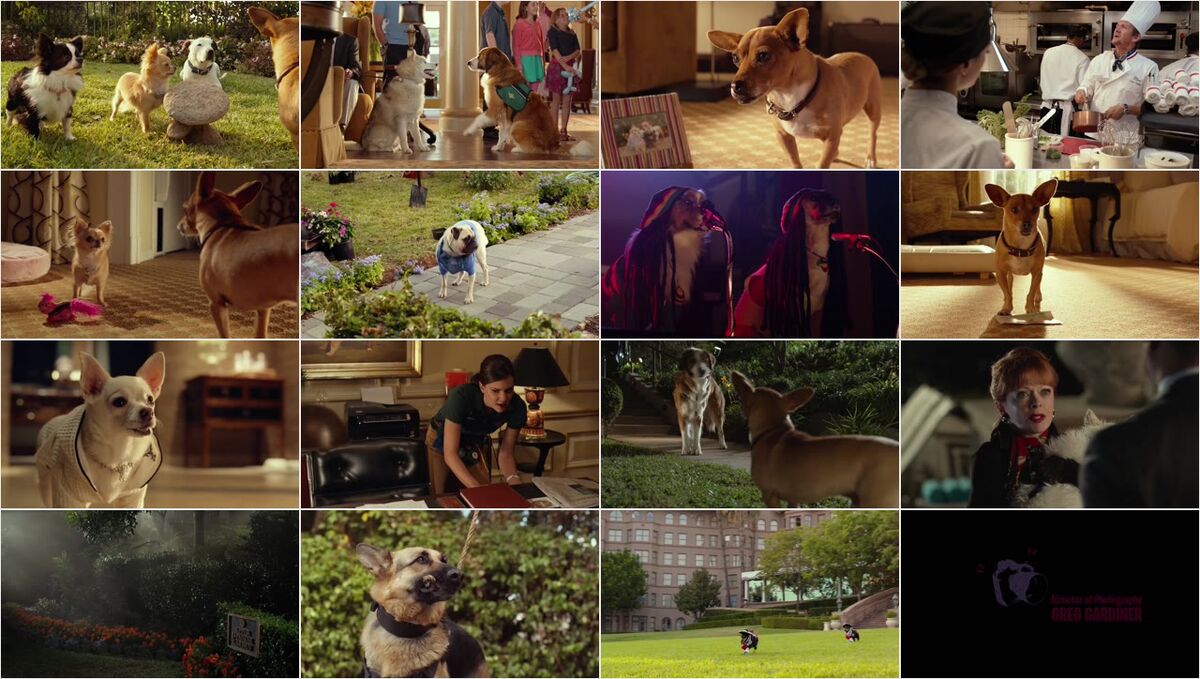 Le Chihuahua de Beverly Hills 3 - Viva La Fiesta !