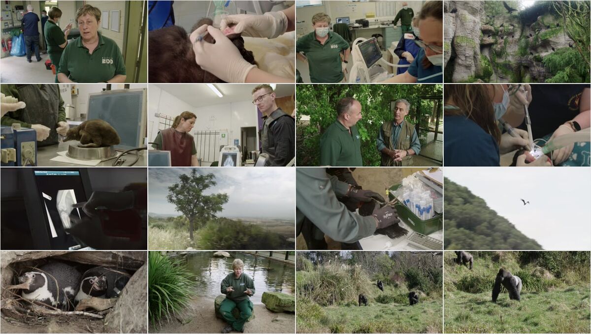 The Zoo Ireland S12E02 720p RTE WEB-DL AAC2 0 H 264-RAWR