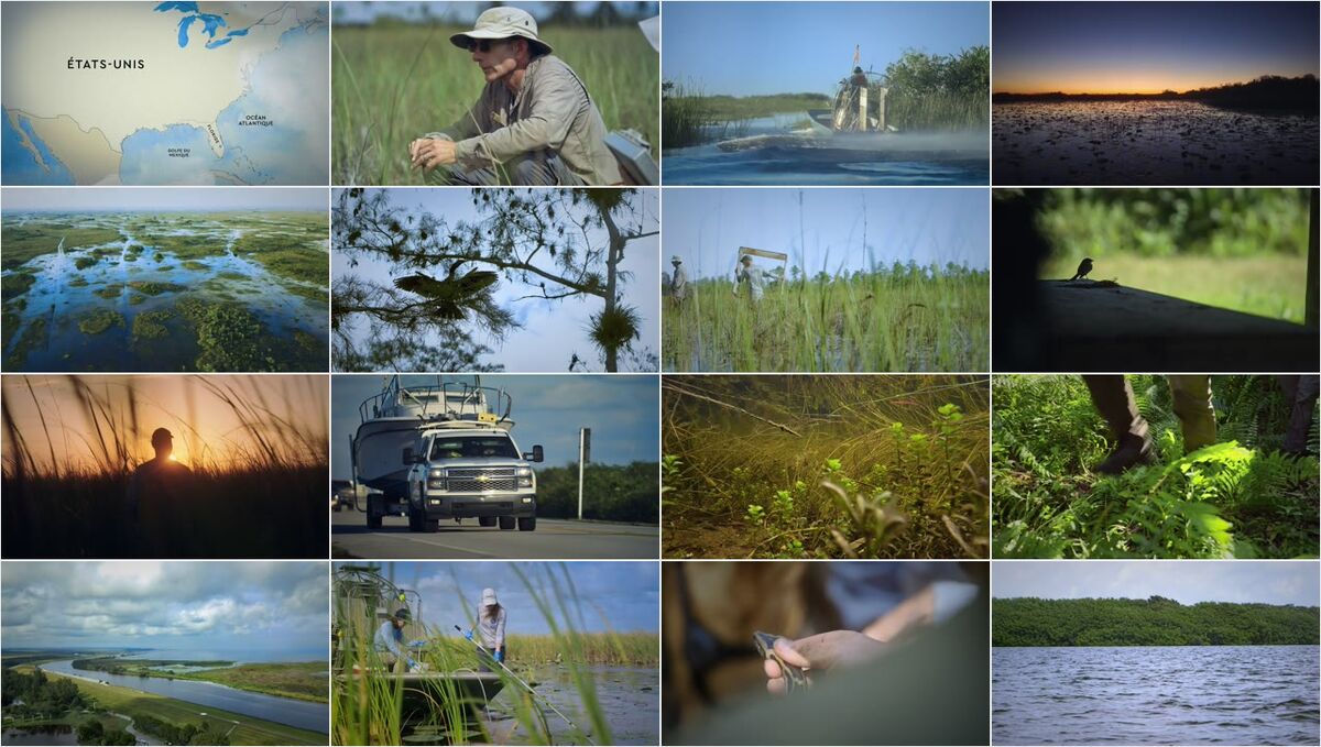 Królestwo mokradeł- odc  3 – Park Narodowy Everglades - prog