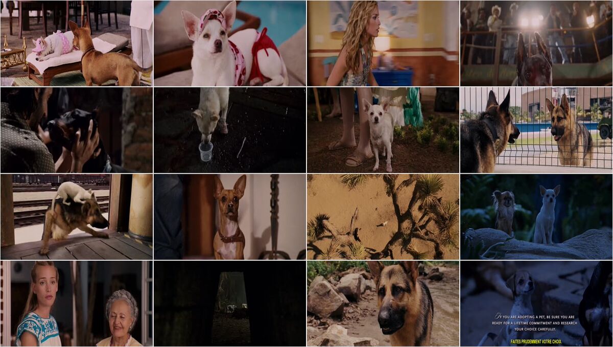 Le Chihuahua de Beverly Hills