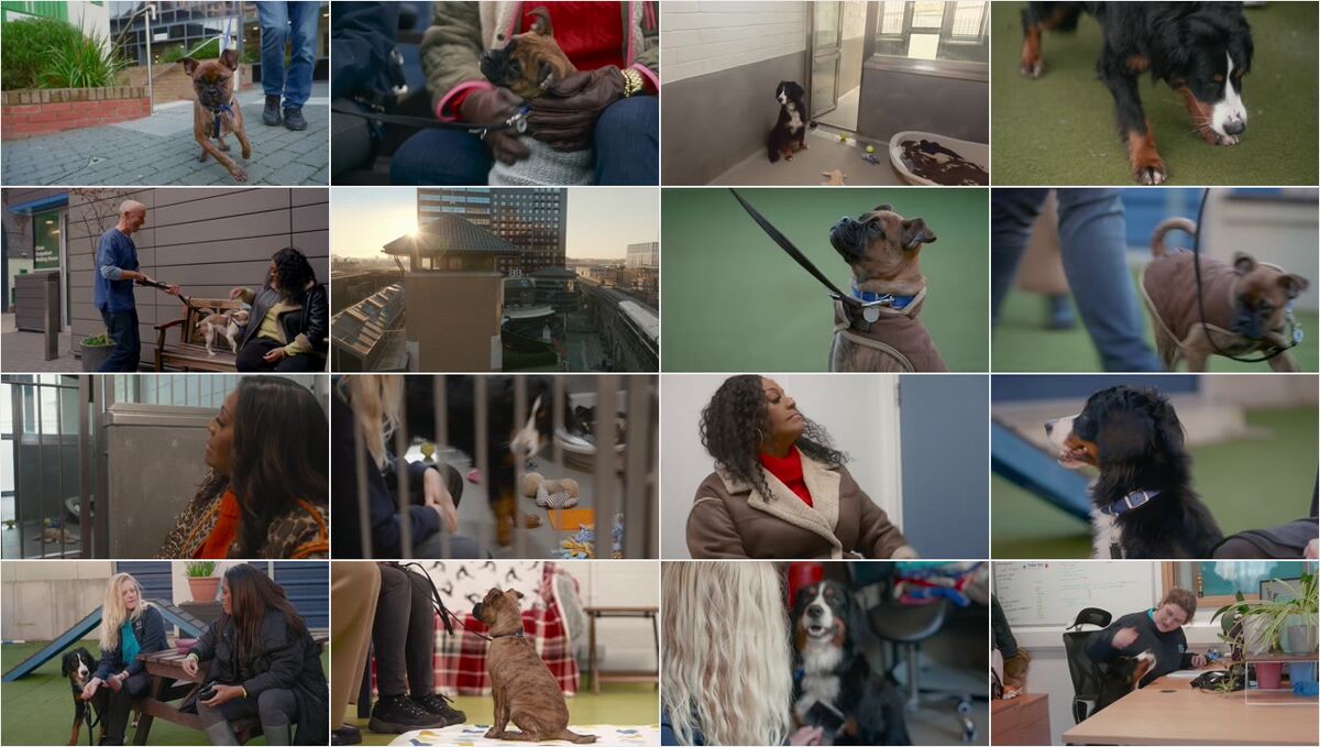 For the Love of Dogs S13E05 (Apr 29 2025)[576p mp4]