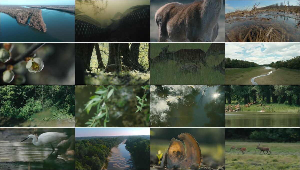 Europejska Amazonia- odc  2 – Rozlewiska - serial telewizyjny,