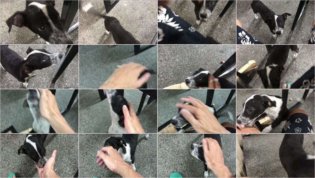 SpotsDogsbilldms