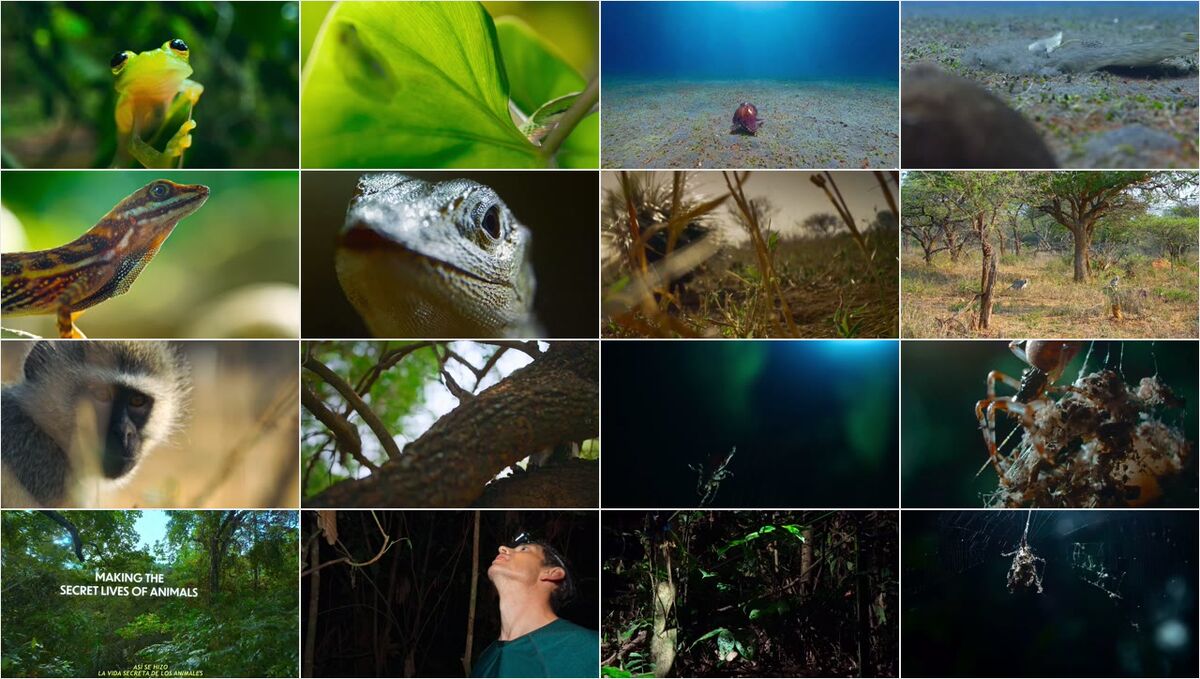The Secret Lives Of Animals (2024) 1x03 Protecting Yourself 1080