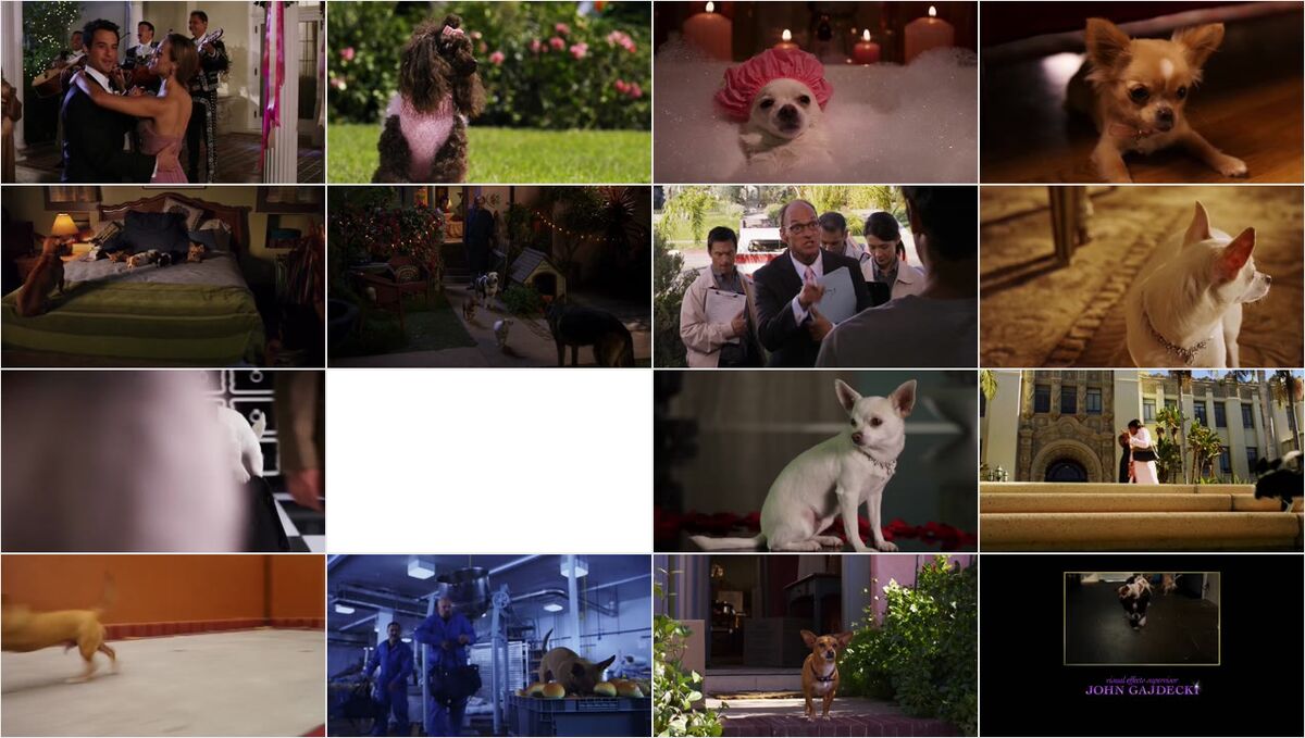 Le Chihuahua de Beverly Hills 2