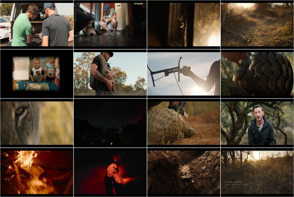Pangolin Kulu's Journey 2024  qpon Hindi ORG Dual 