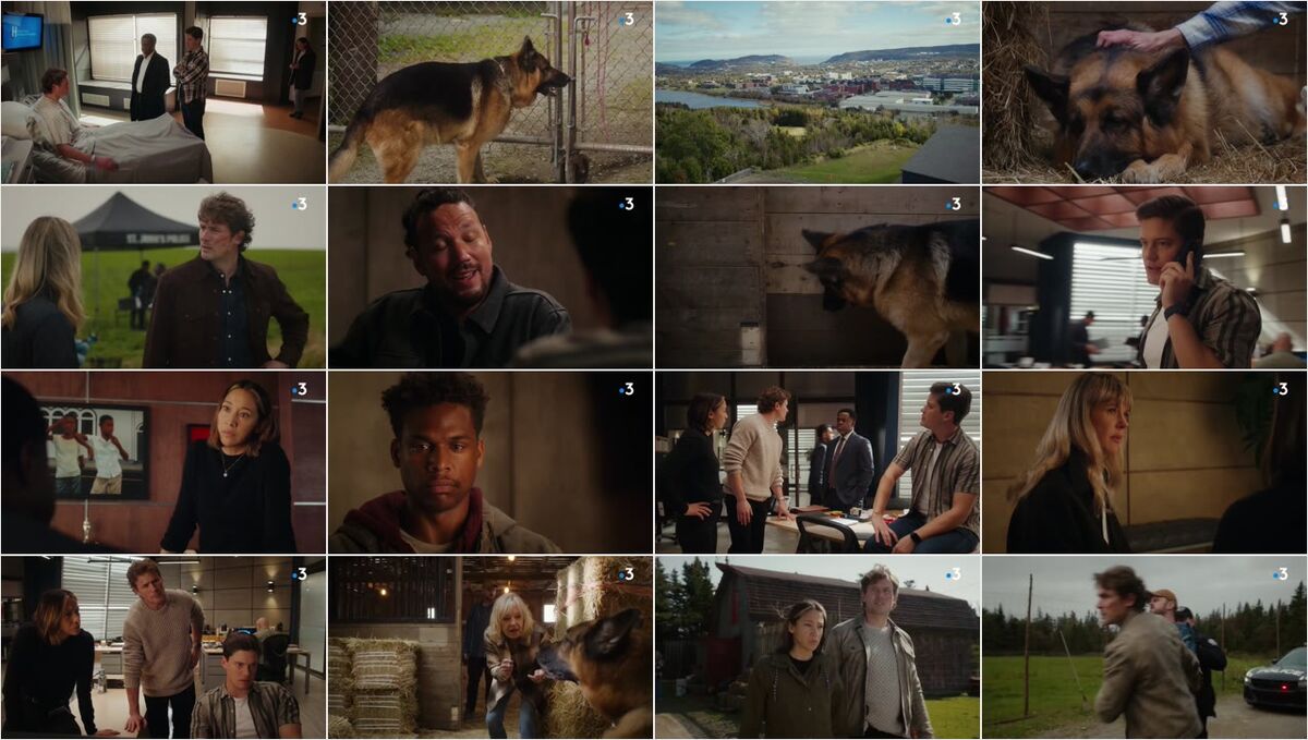 Solo Leveling Série Hudson And Rex saison 6 épisode 11 VF