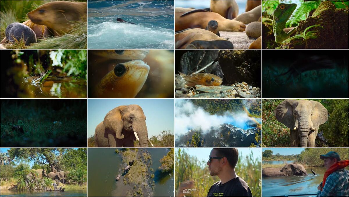 The Secret Lives Of Animals (2024) 1x01 Leaving Home 1080