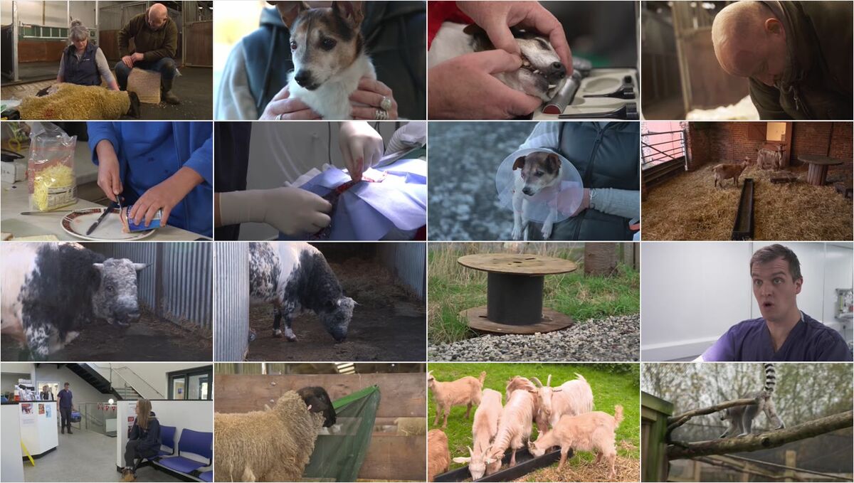 The Yorkshire Vet S20E05 (May 1 2025) [540p mp4 subs]