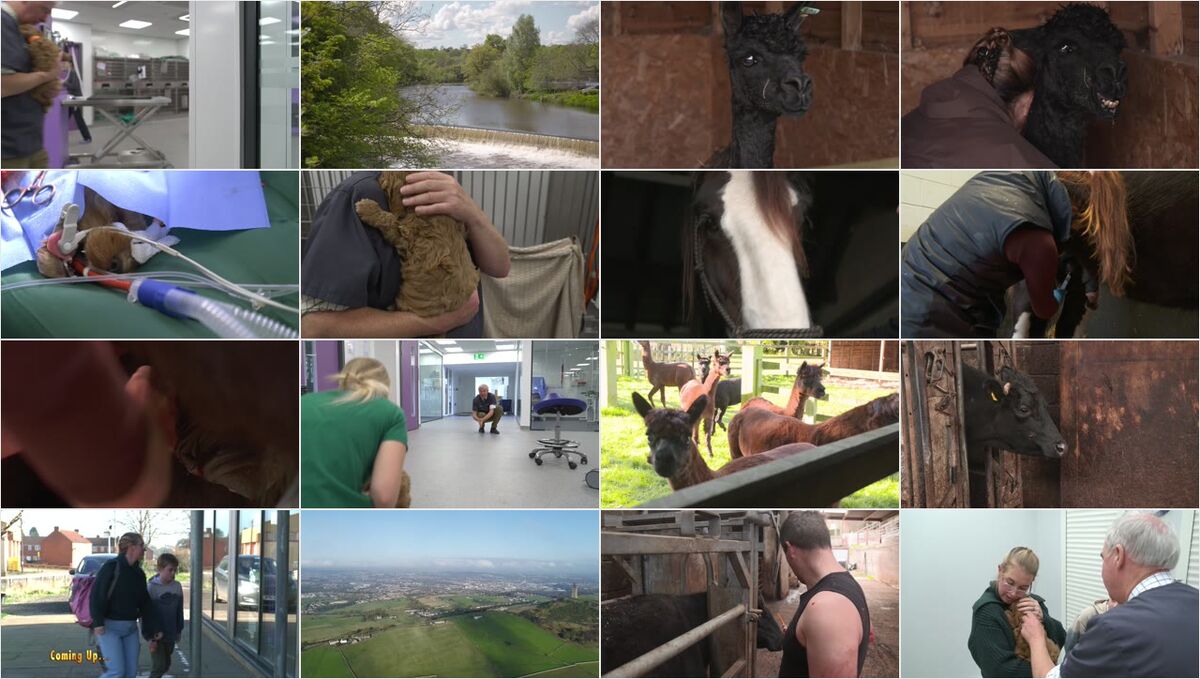The Yorkshire Vet S20E02 (Apr 3 2025) [720p mp4]